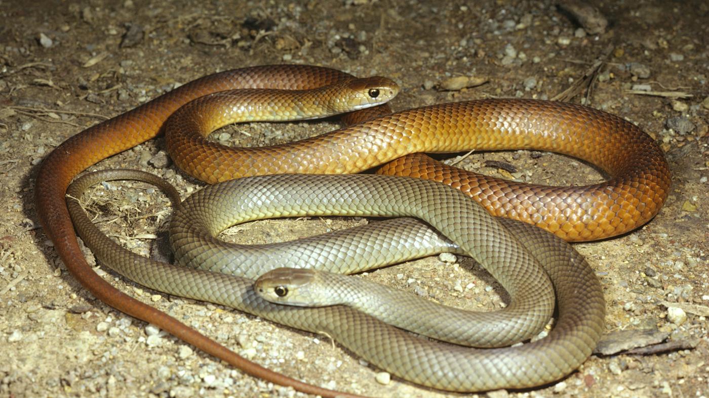 How Do Snakes Reproduce?