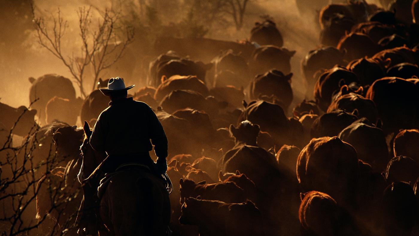 What Exactly Is Cow Punching?