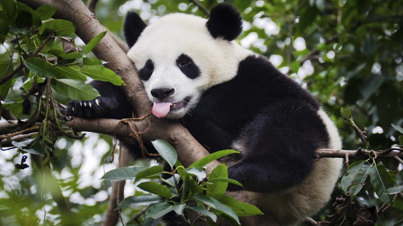 How Much Do Giant Pandas Weigh?
