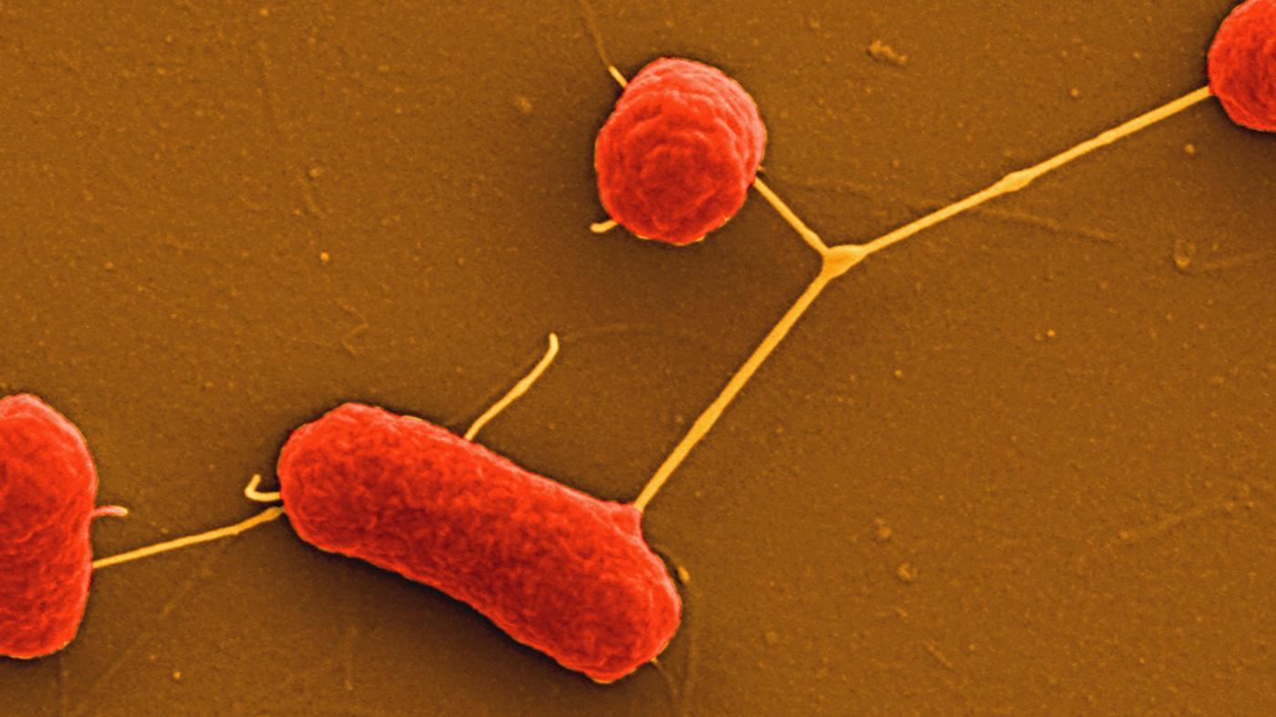 What Are Nonfastidious Bacteria?