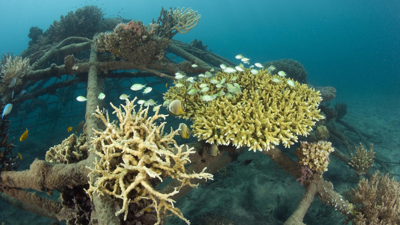 What Is an Artificial Ecosystem?