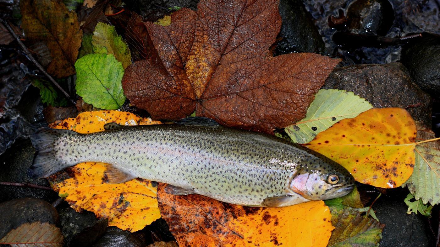 What Did the Great Basin Indians Eat?