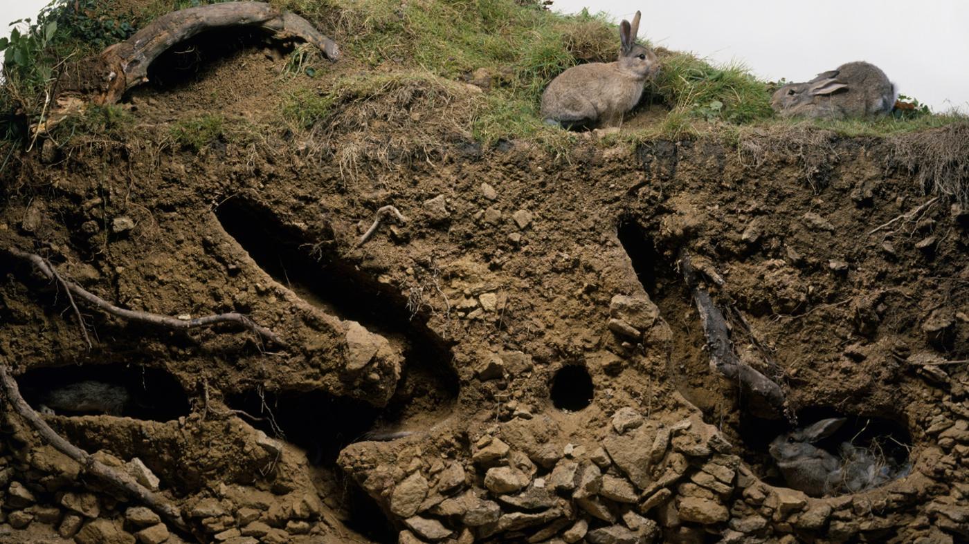 What Are Some Animals That Live in Soil?
