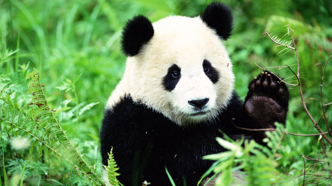 How Fast Can a Panda Bear Run?