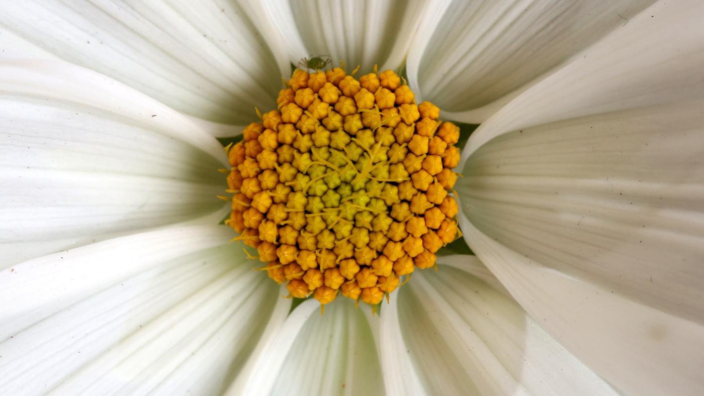 What Is the Middle of a Flower Called?