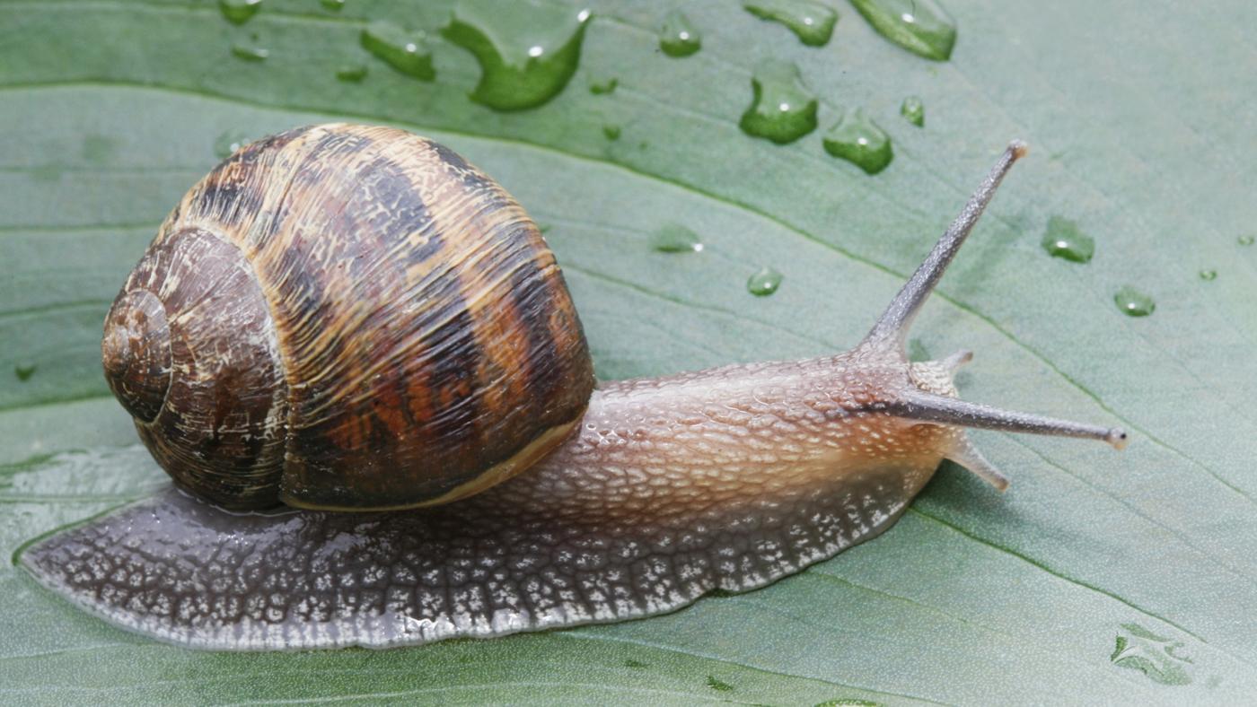 How Do Snails Move?