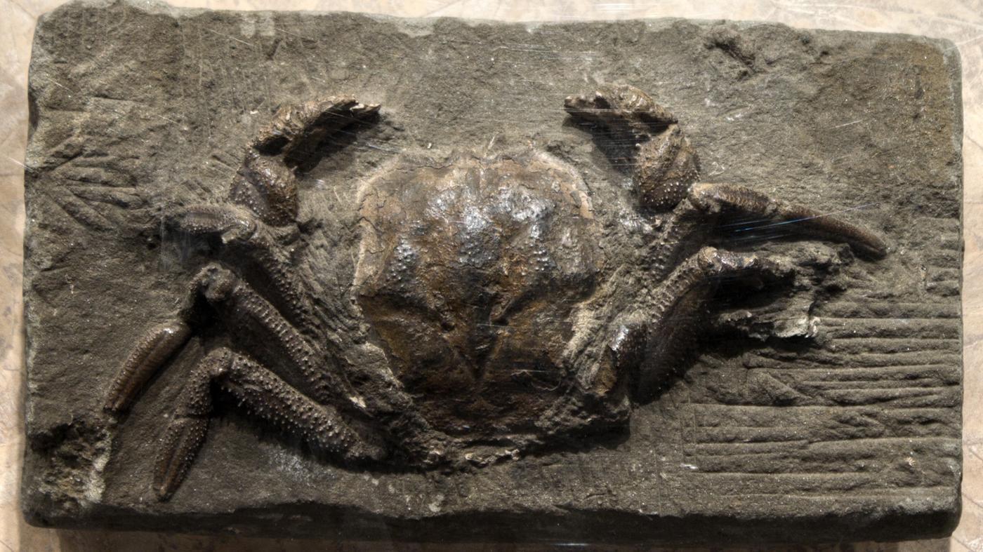 How Long Does It Take for a Fossil to Form?