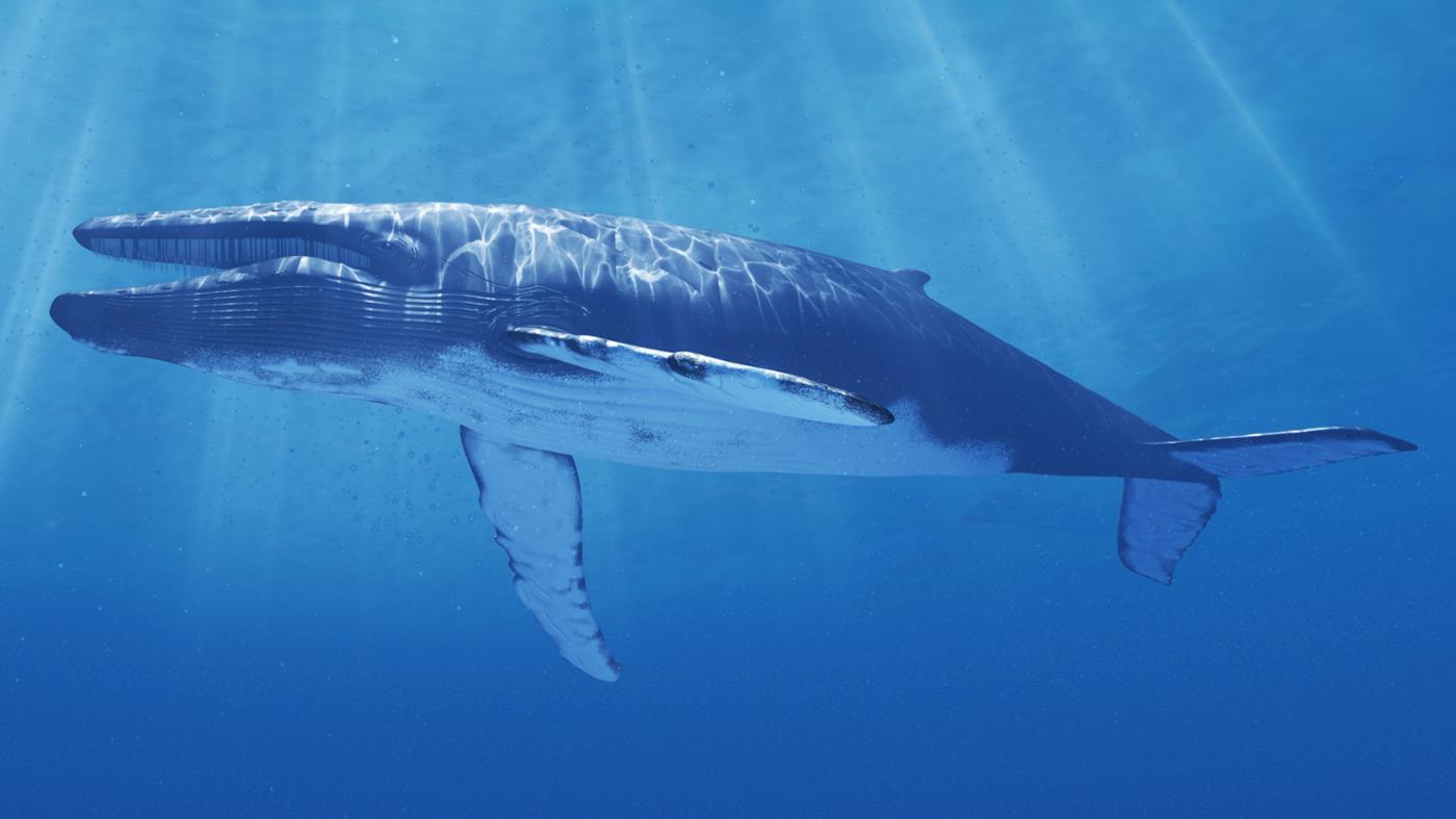 What Is Being Done to Protect the Blue Whale From Extinction?