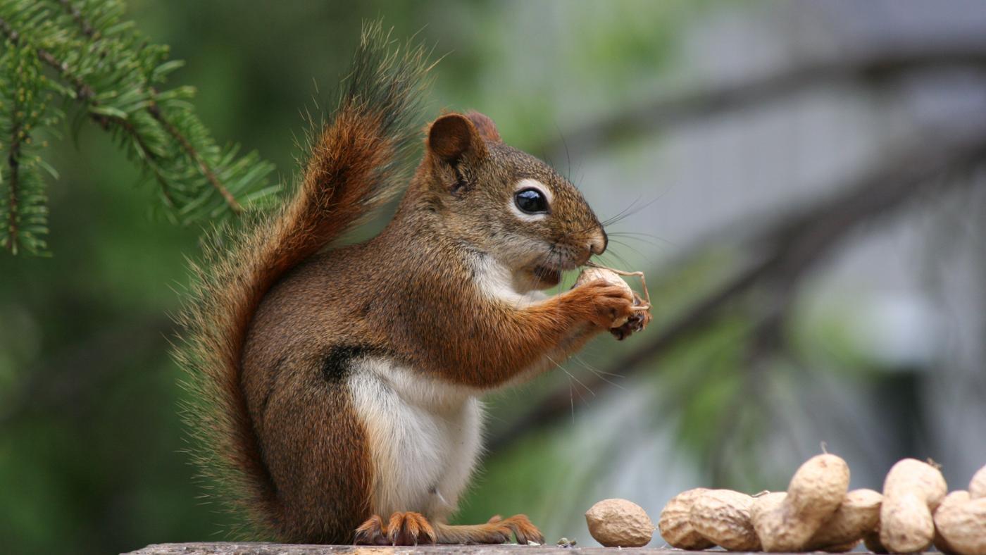 What Is the Anatomy of a Squirrel?