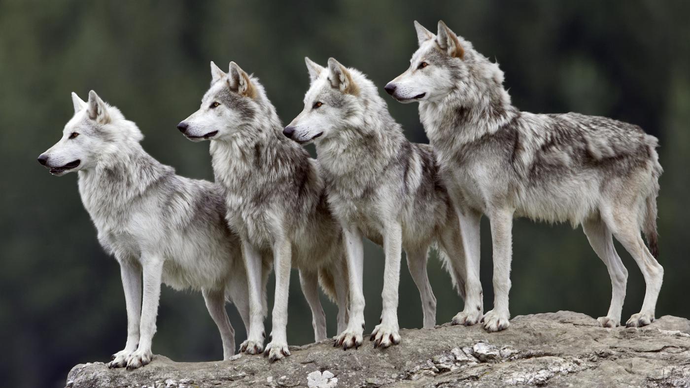 What Is a Group of Wolves Called?