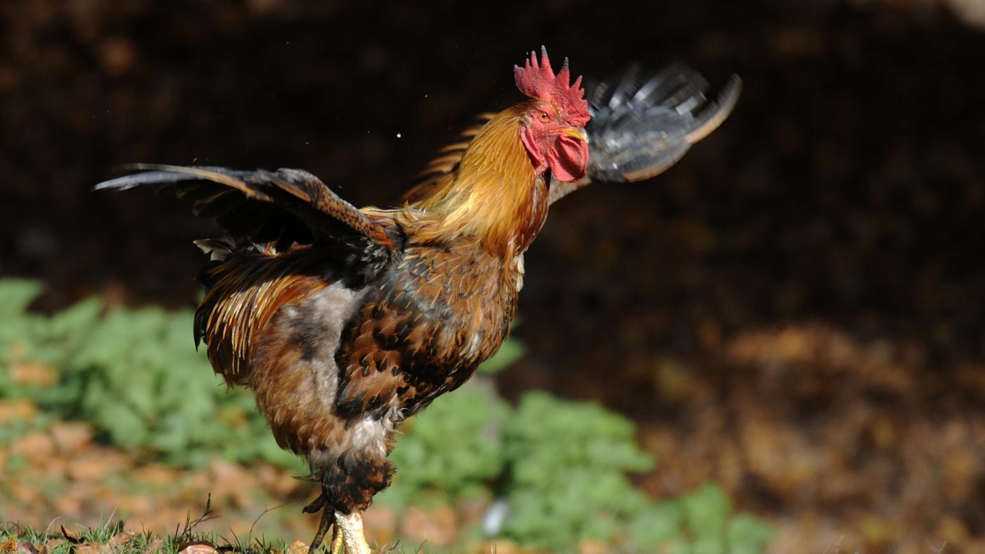 What Is the Longest Recorded Flight of a Chicken?