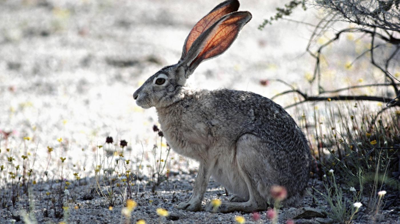 What Do Jackrabbits Eat?