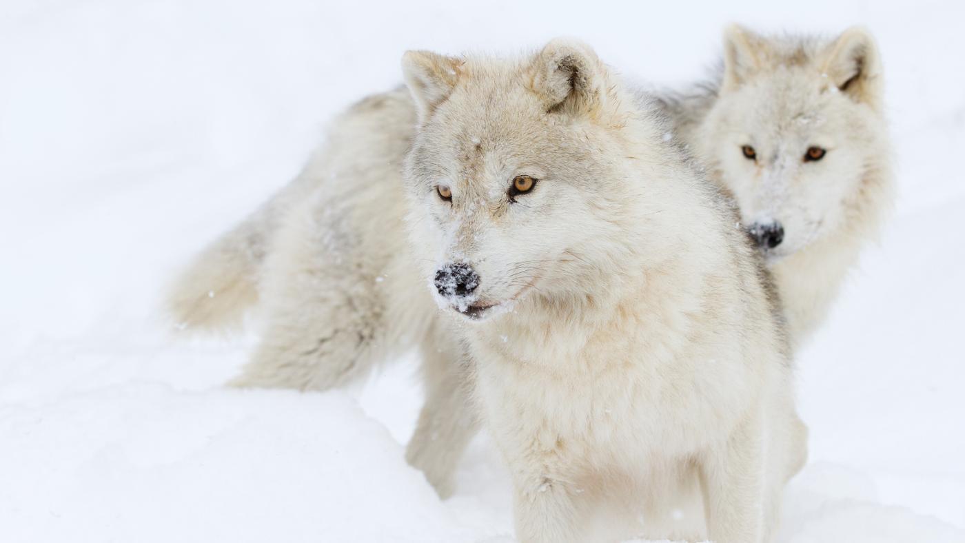 What Do Arctic Wolves Eat?