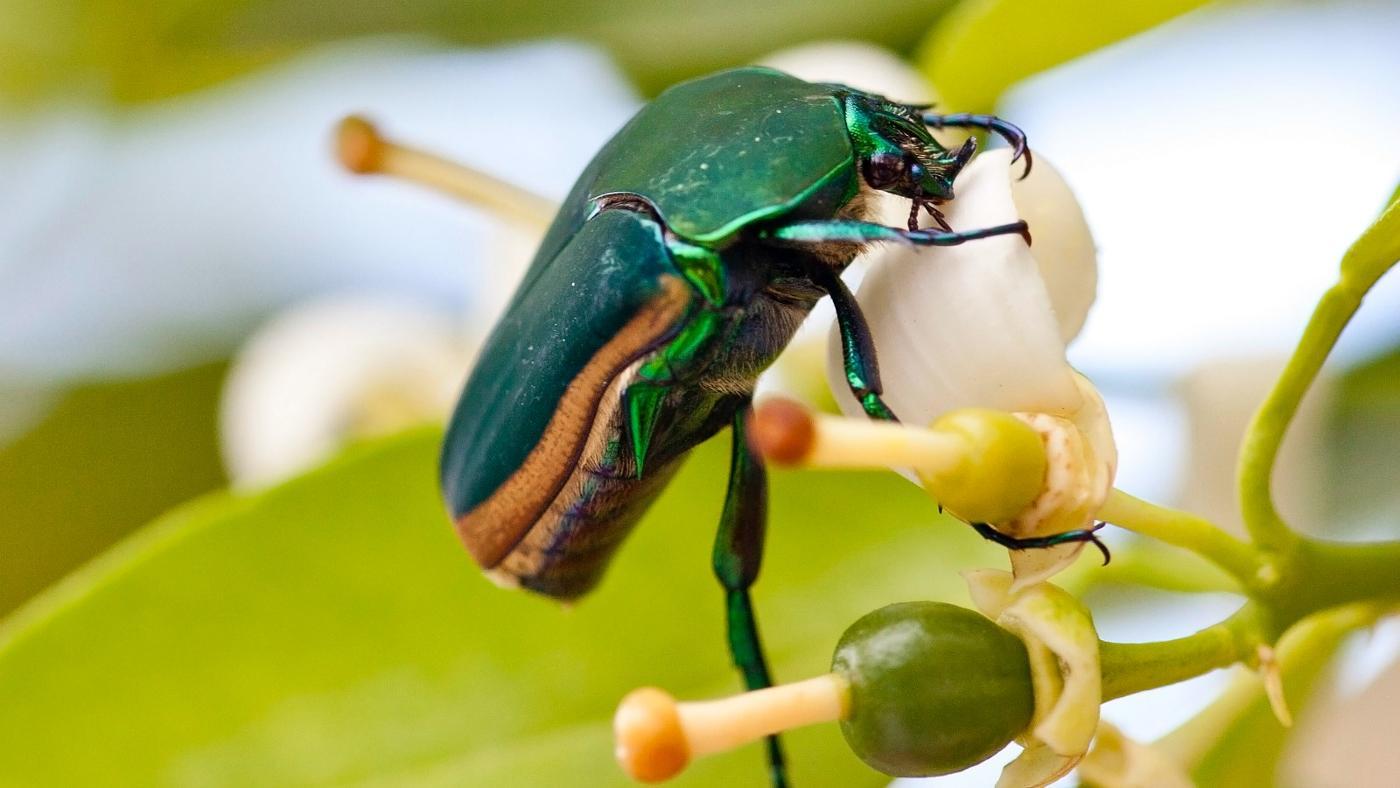 How Many Legs Does a Beetle Have?