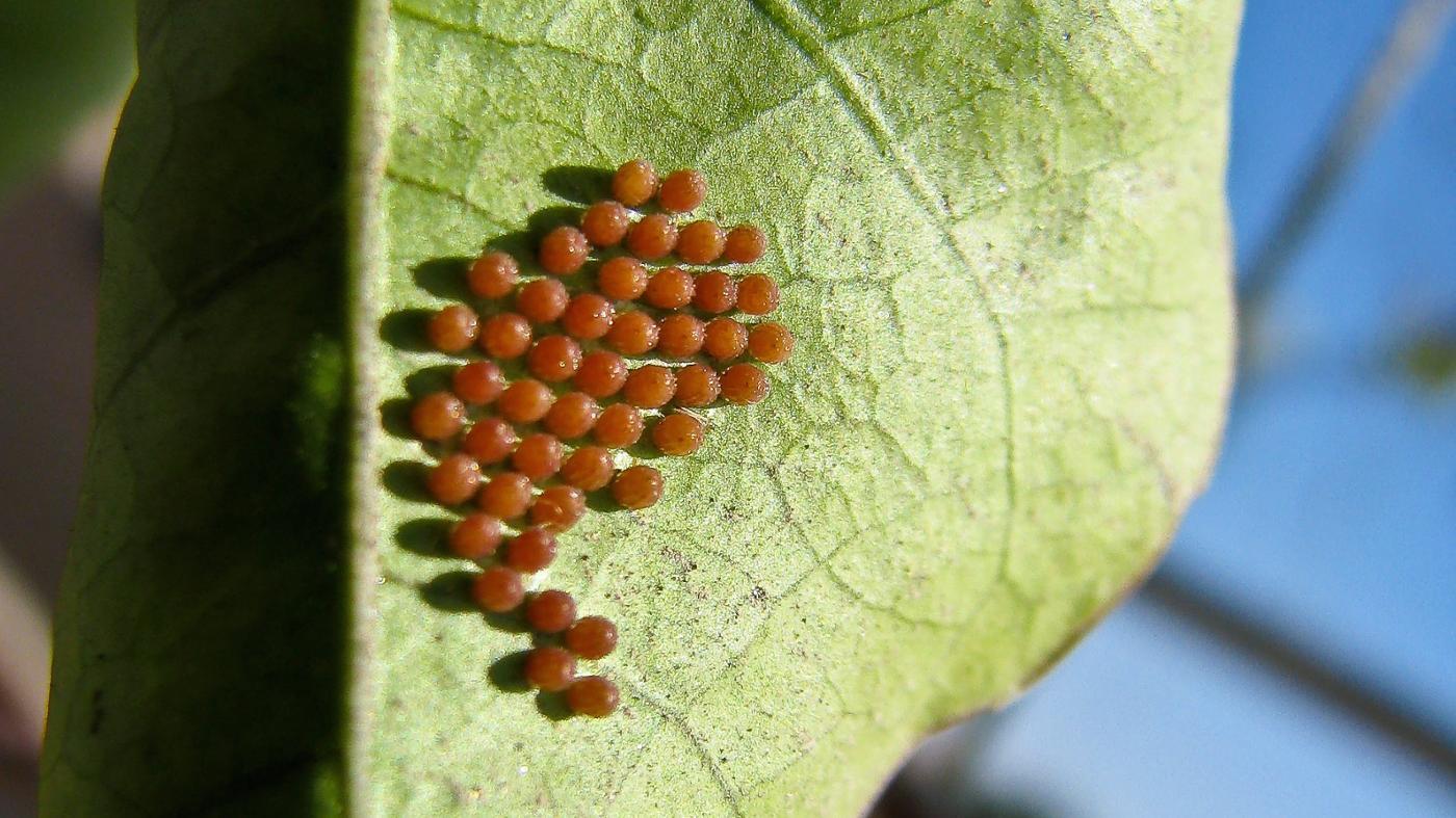 What Is a Baby Butterfly Called?