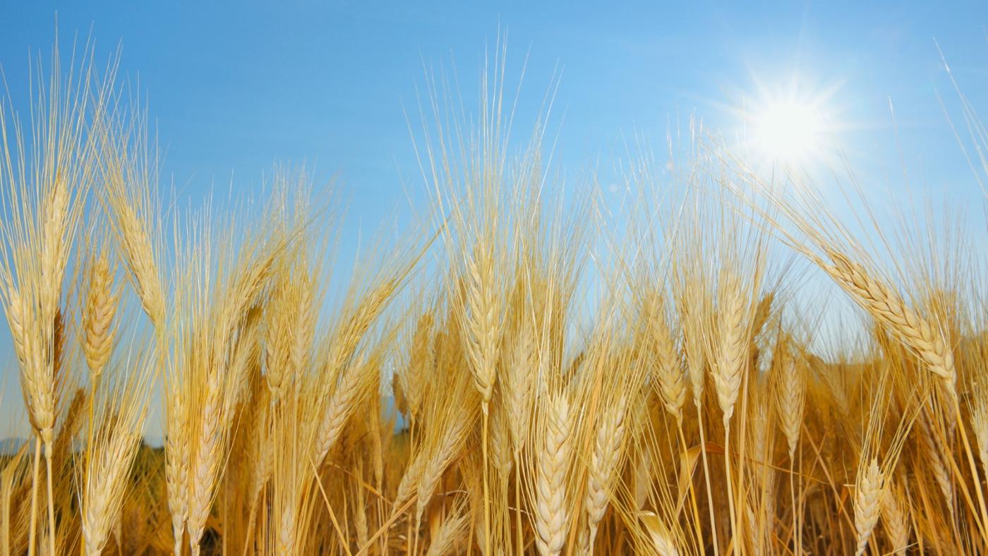 What Food Did Sumerians Eat?