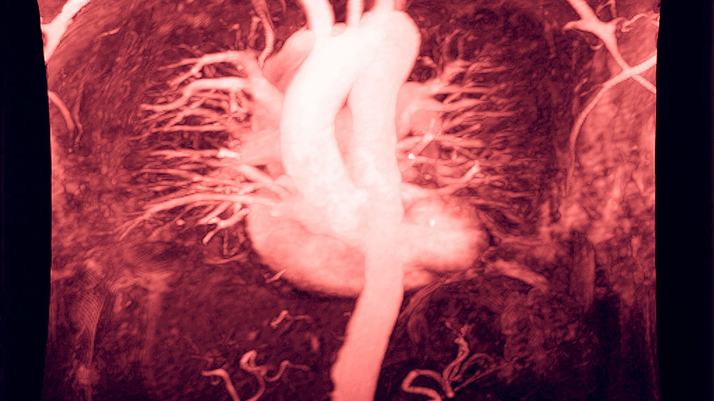 Which Body Parts Start with the Letter "D"?