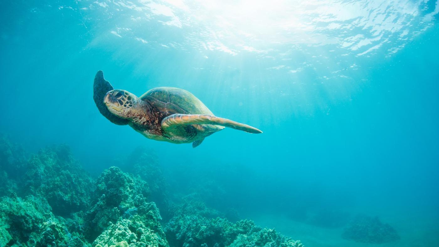 What Phobia Is the Fear of Turtles?