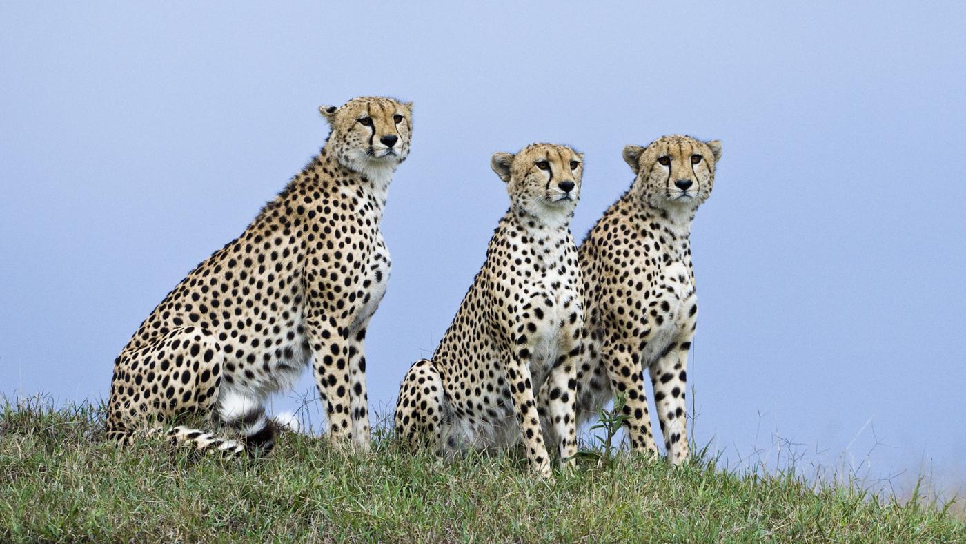 What Are the Structural Adaptations of a Cheetah?