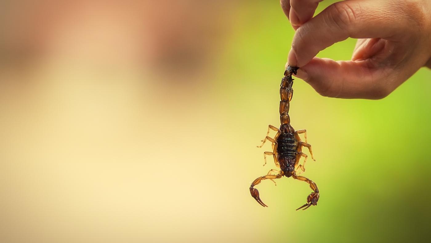 What Are Some Scorpion Adaptations?