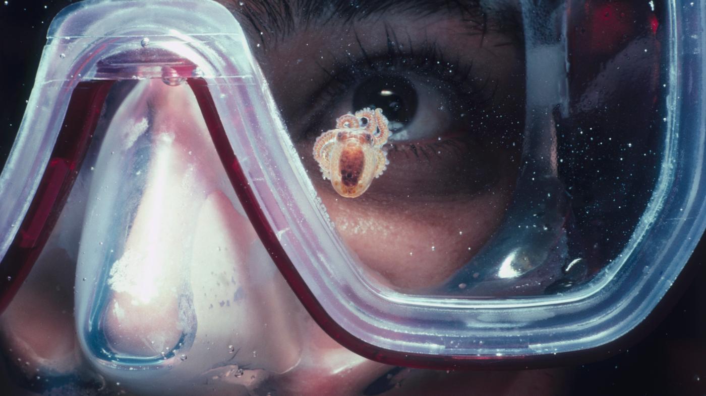 What Is a Baby Octopus Called?