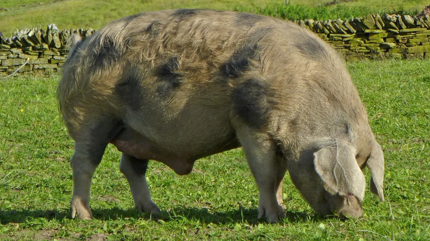 What Do You Call a Male Pig?