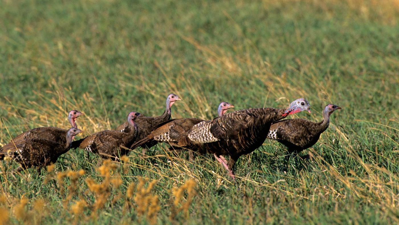 What Are Baby Turkeys Called?