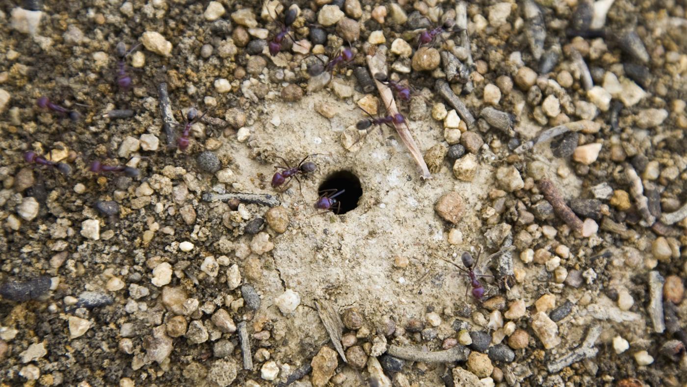 What Is a Natural System?