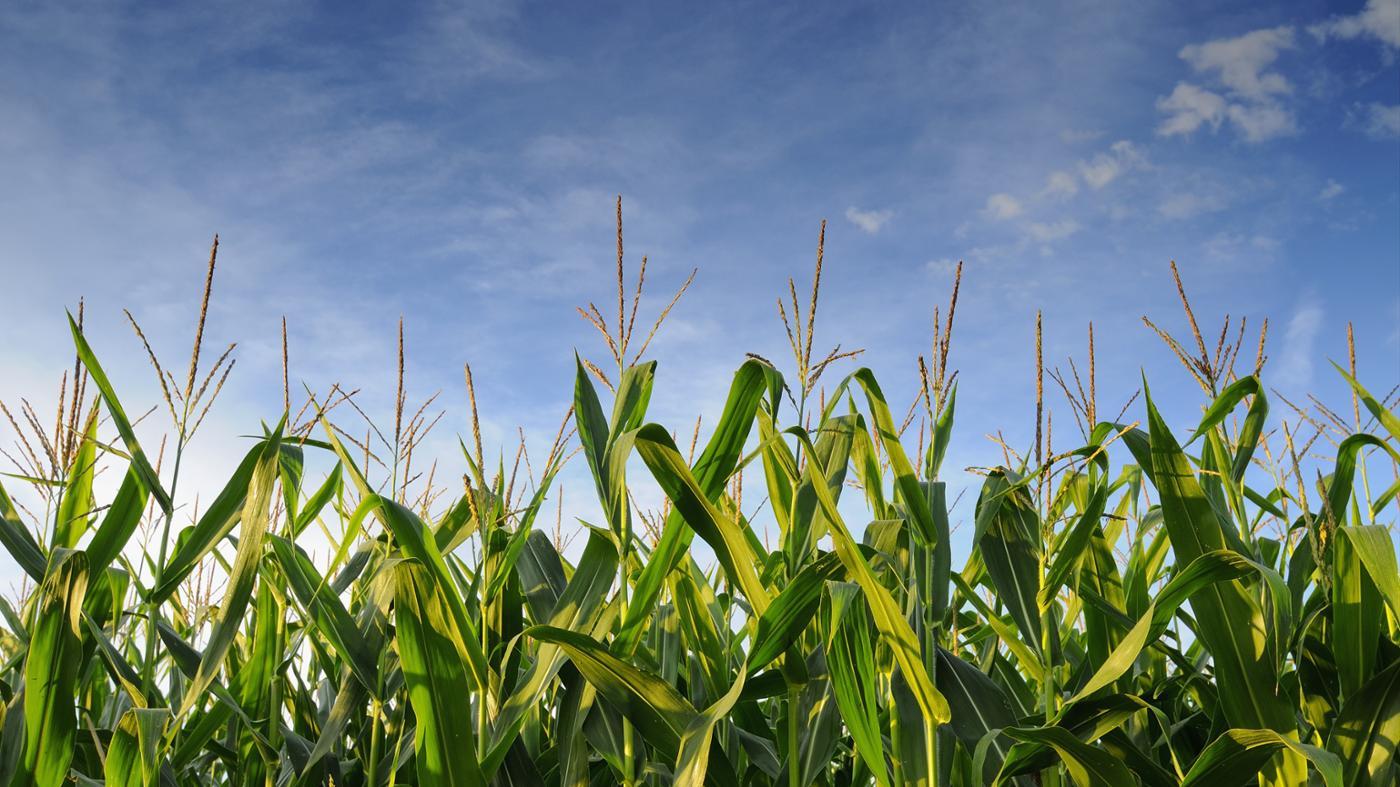 Why Is Indiana Called the Hoosier State?