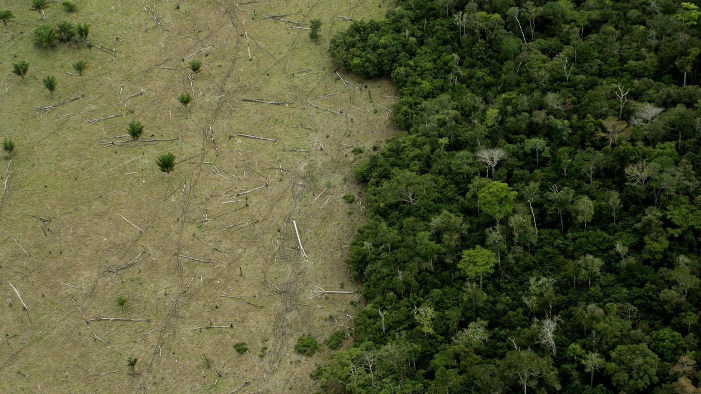 What Are the Advantages and Disadvantages of Selective Cutting?