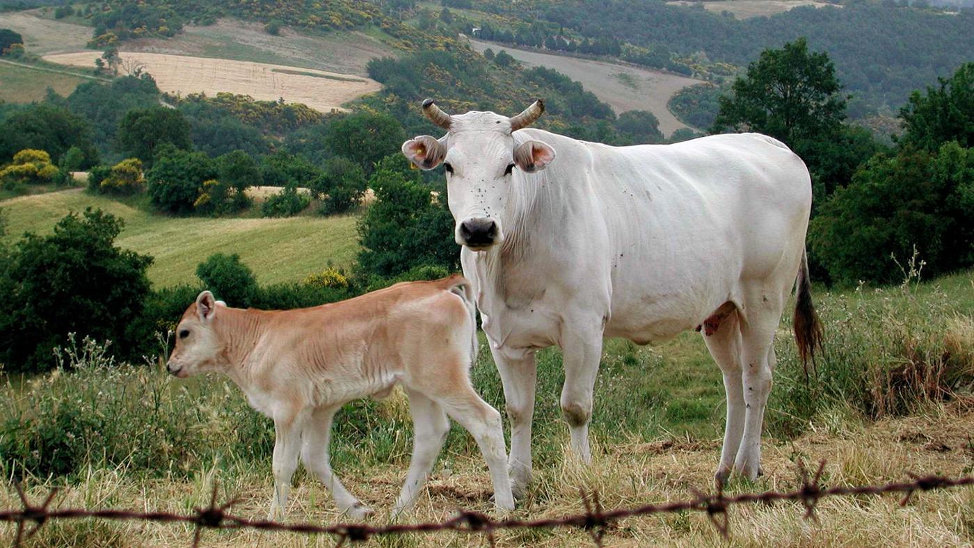 What Is the Name of a Baby Bull?
