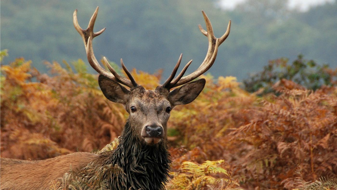 What Does a "12-Point Buck" Mean?