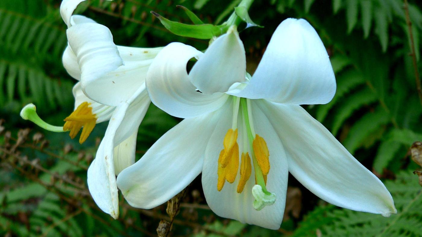 What Is the Function of a Raphide Crystal?