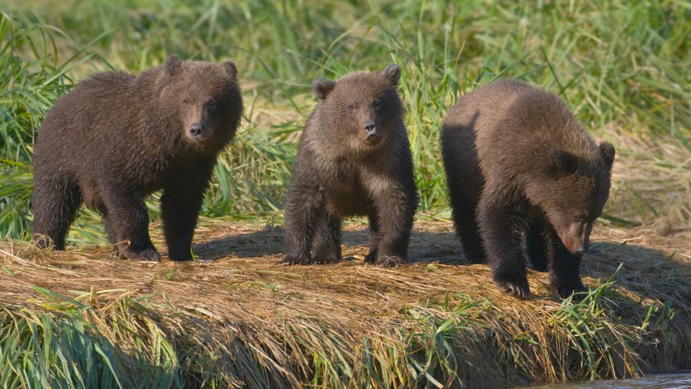 What Is a Group of Bears Called?