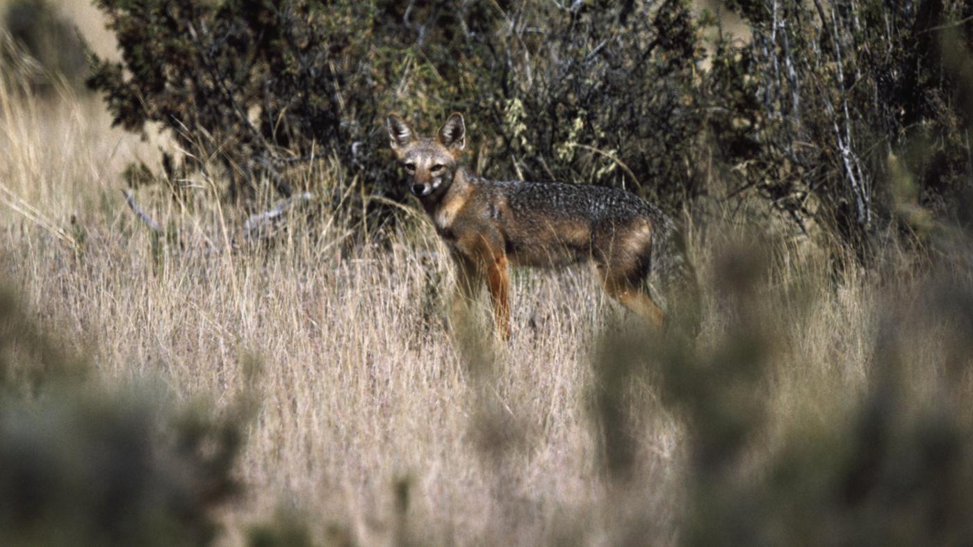 What Is the National Animal of Paraguay?
