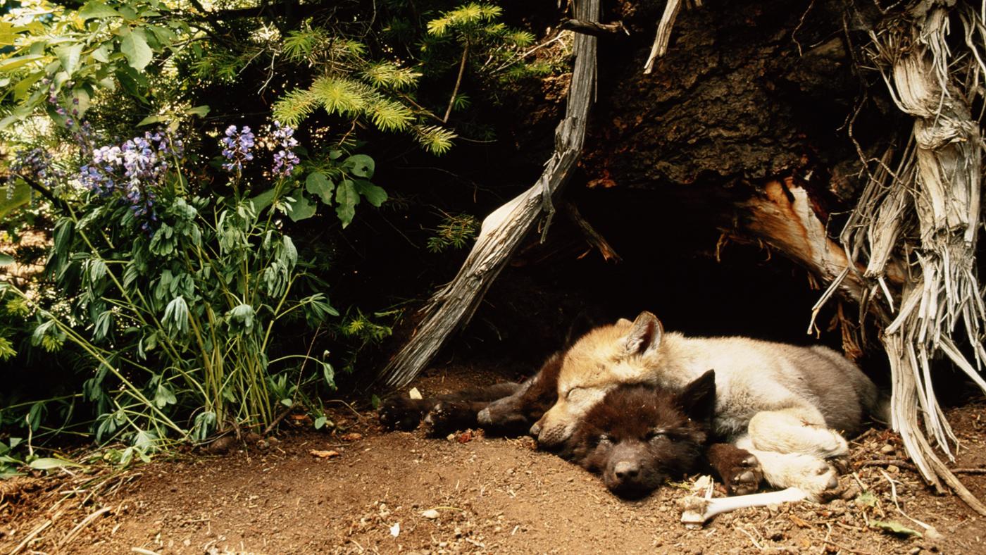 Where Do Wolves Sleep?