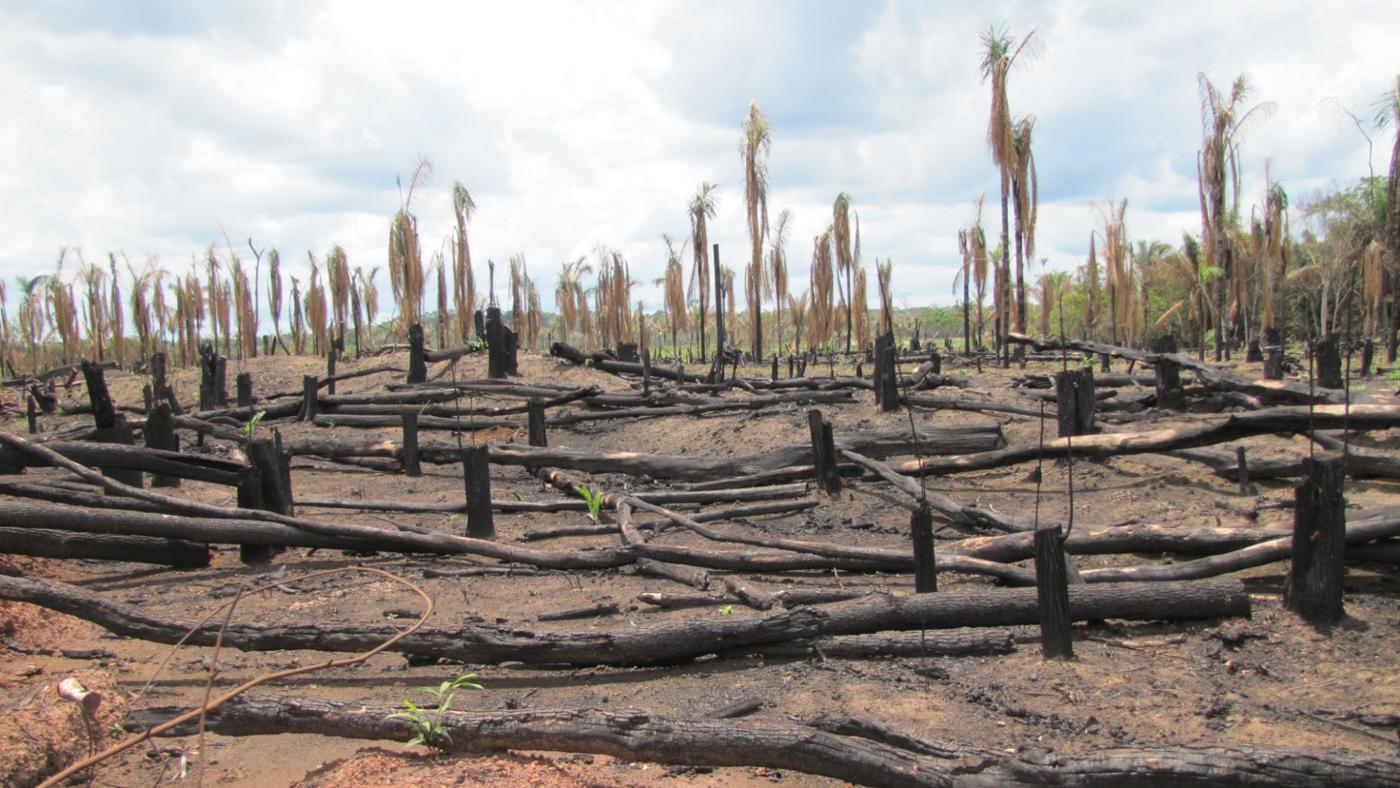 What Are the Advantages and Disadvantages of Clear Cutting?