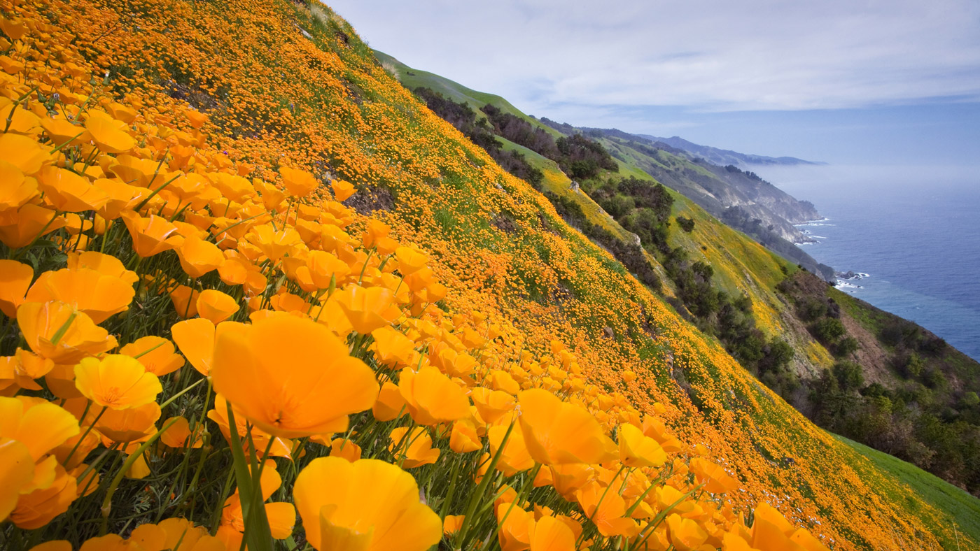 Why Is California Called the Golden State?