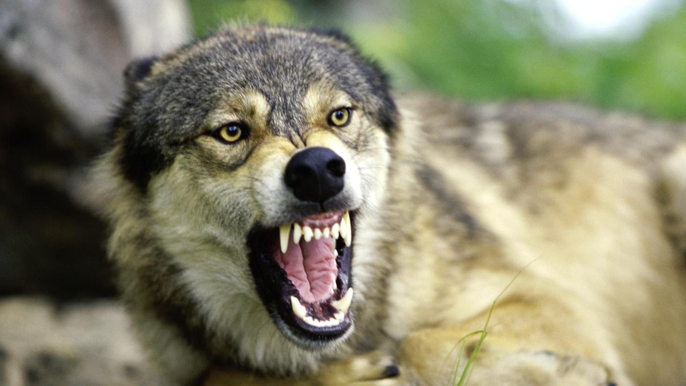 How Do Wolves Protect Themselves?