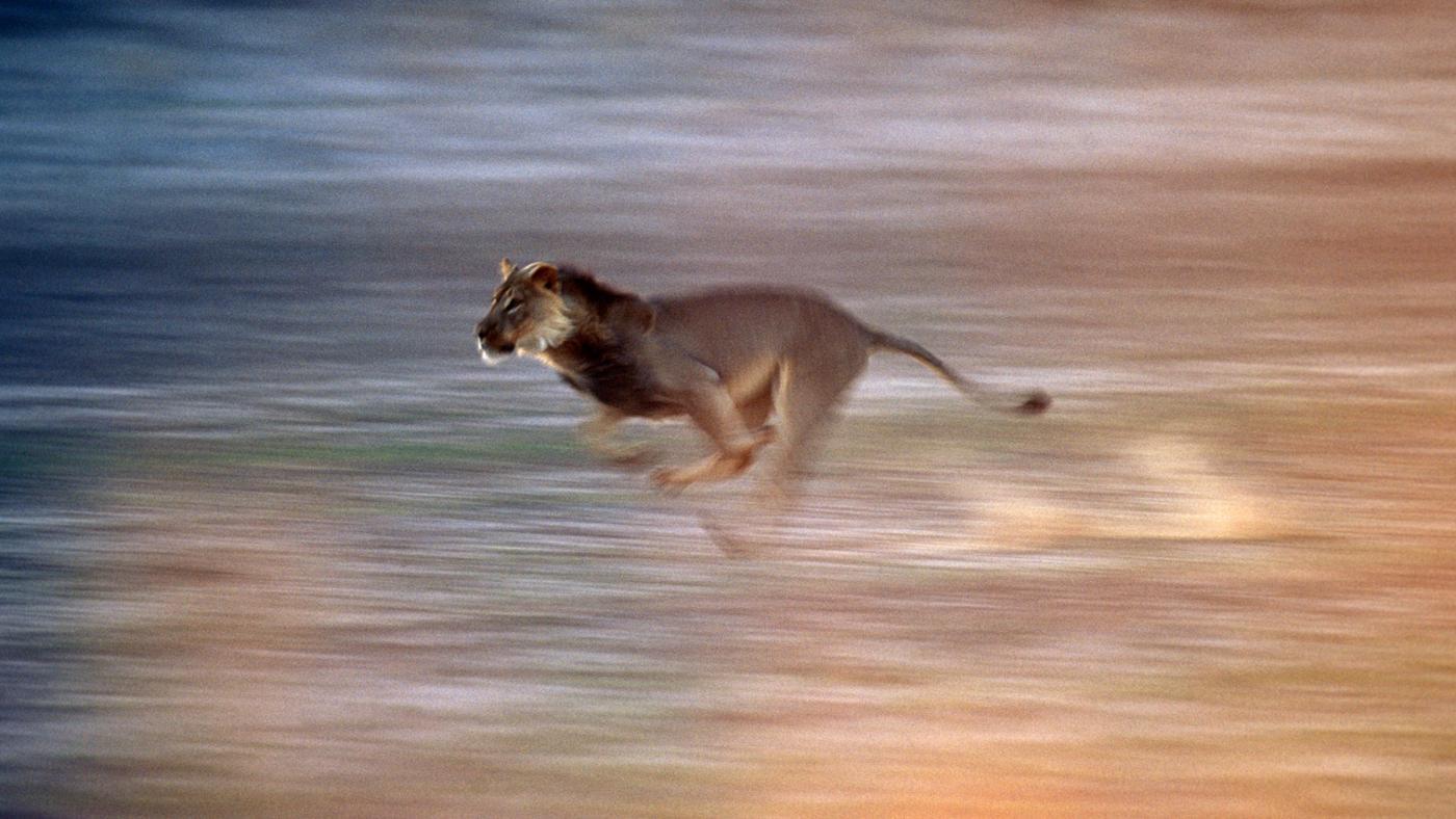How Fast Can a Lion Run?