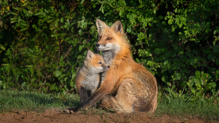 What Is a Baby Fox Called?