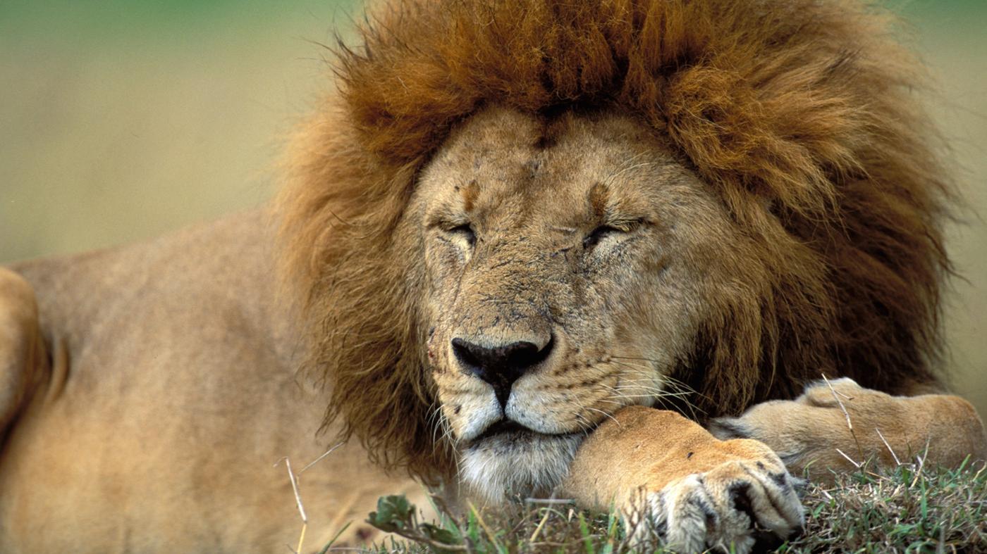 What Is a Lion's Natural Habitat?
