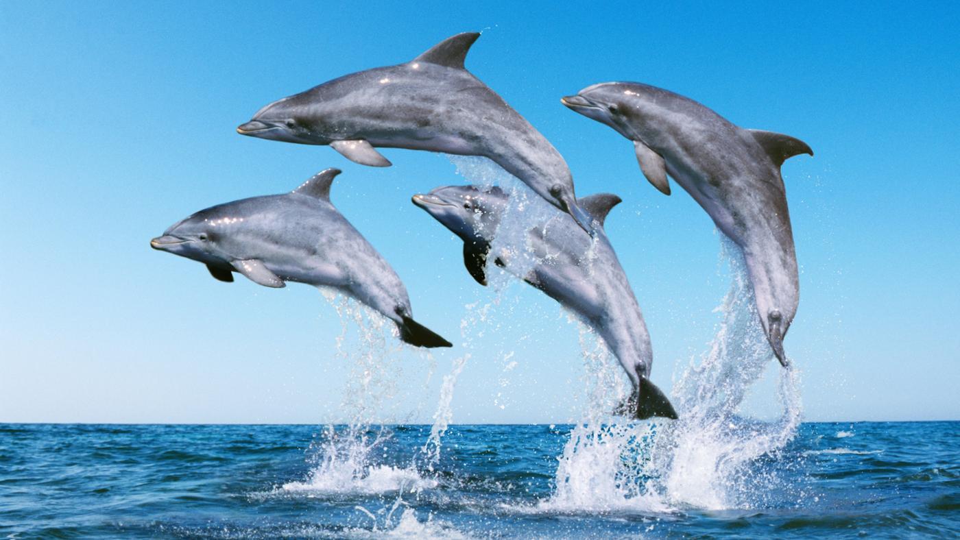How Does a Dolphin Protect Itself?