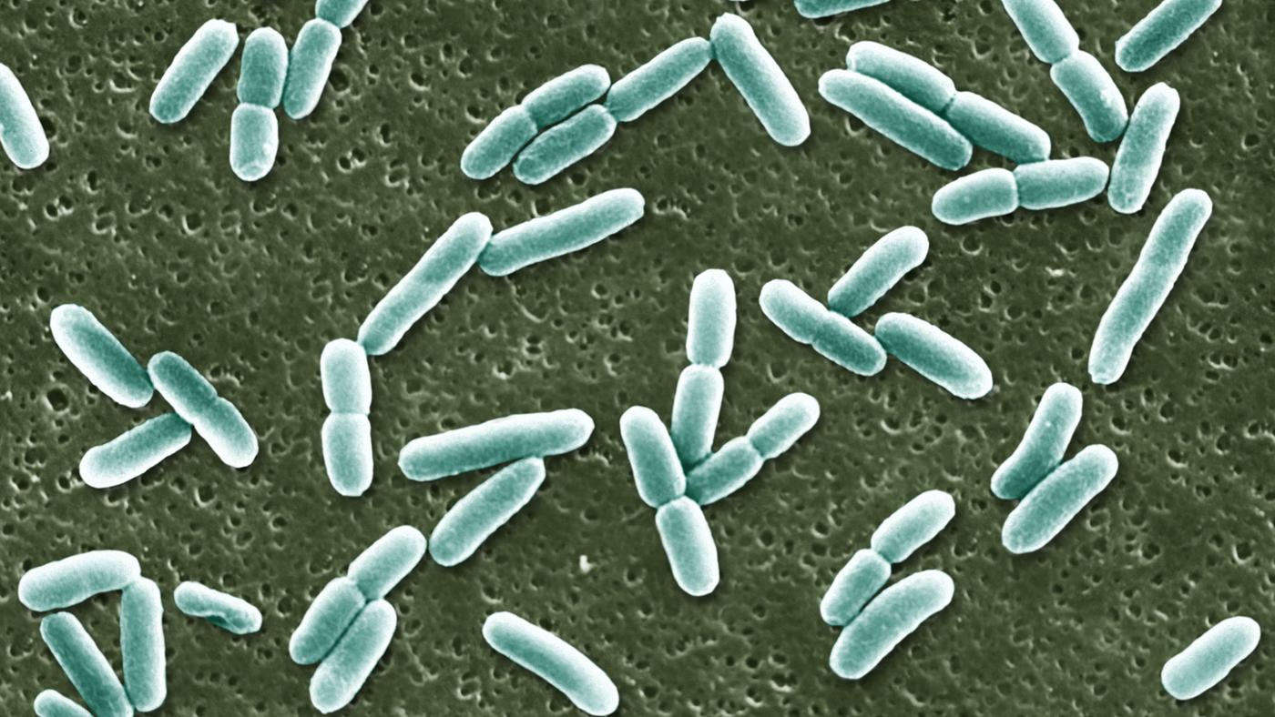 Where Does E. Coli Originate?