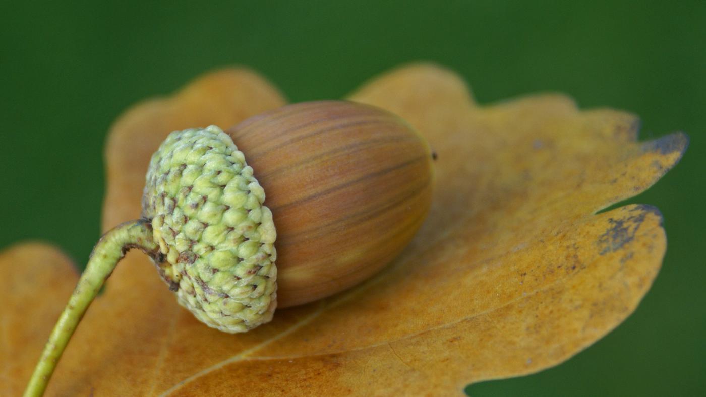 What Is the Scientific Name for an Acorn?