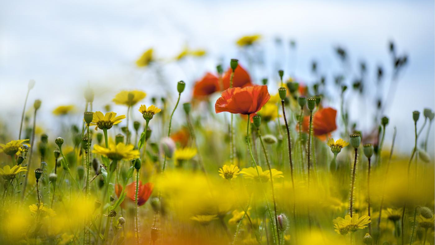 What Is the Function of a Flower?