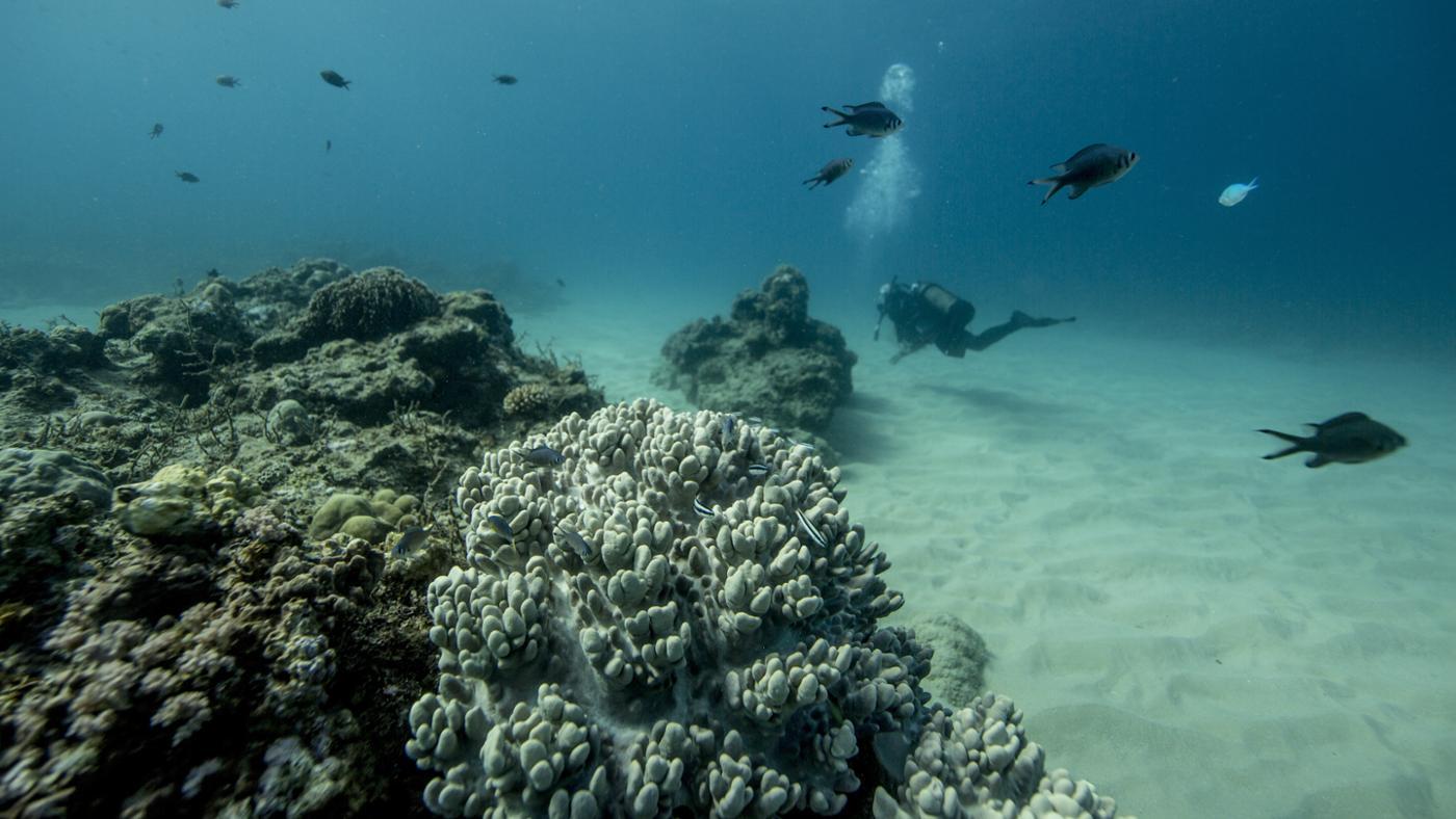 What Is the Bottom of the Ocean Called?