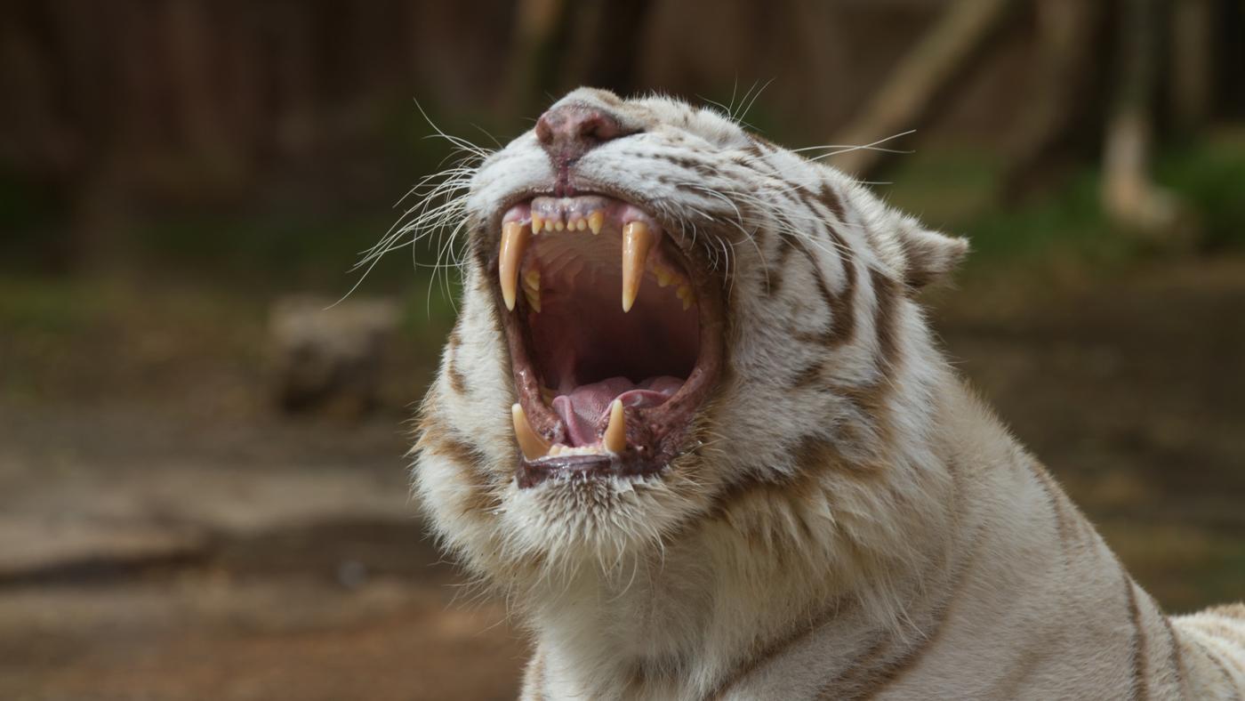 What Do White Tigers Eat?