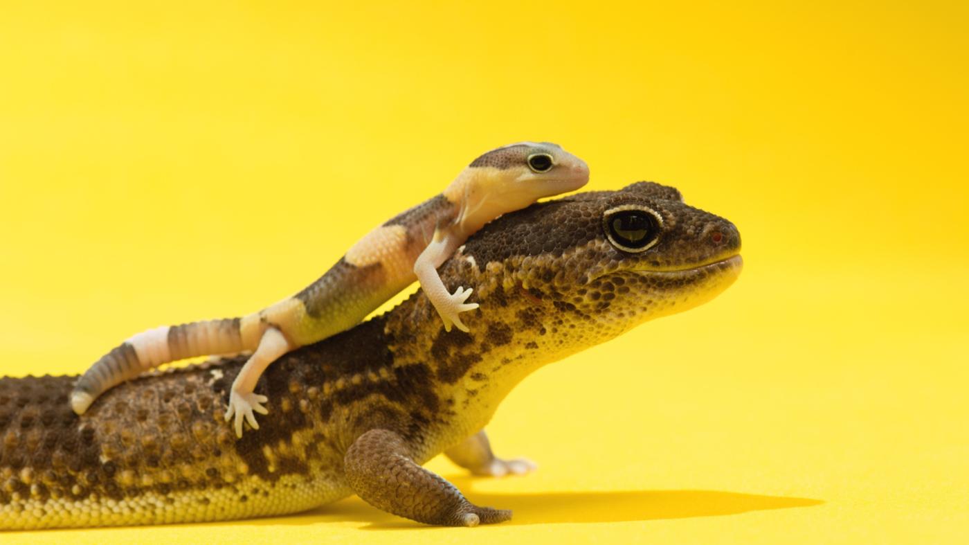 What Is a Baby Lizard Called?