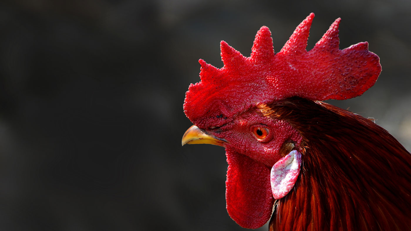 What Is the Red Thing on a Rooster's Head Called?